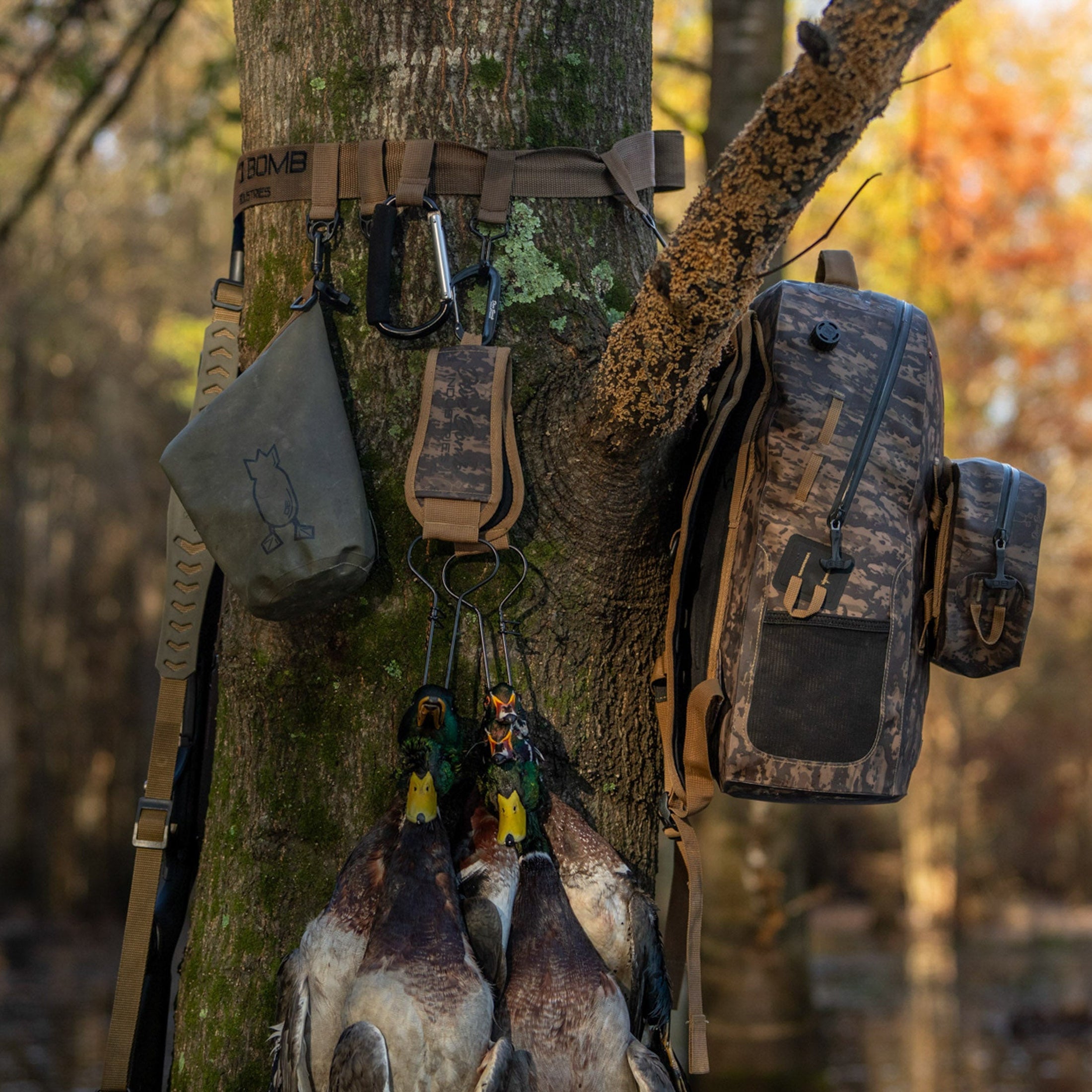 Where Do Ducks Live: Exploring Their Preferred Habitats – Dive Bomb ...