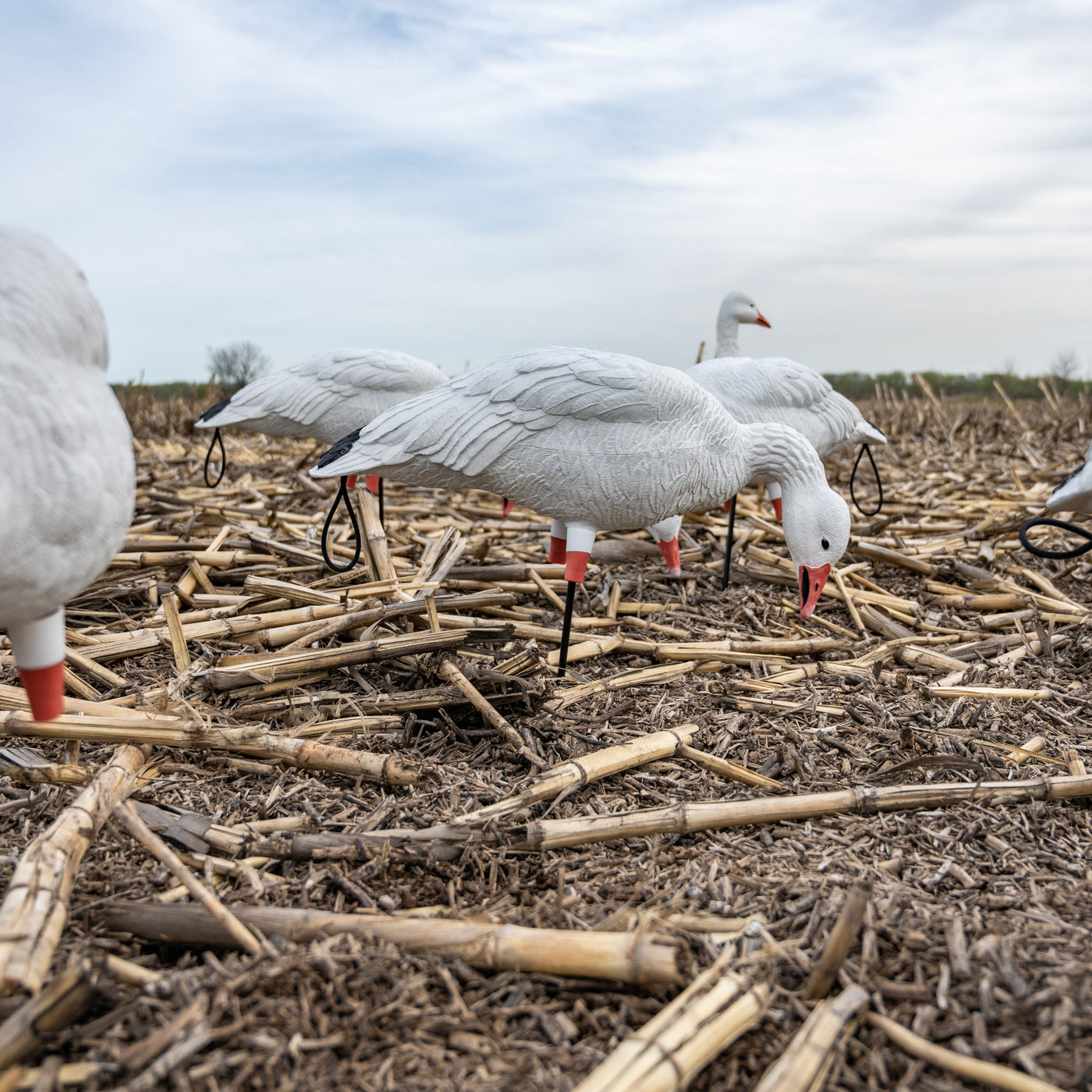 DB Snow Goose Full Bodies - Geese Decoys | Dive Bomb Industries
