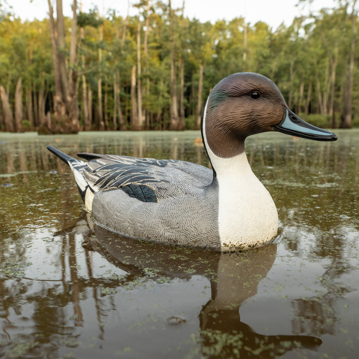 Pintail Floaters | Lifelike & Durable Waterfowl Decoys – Dive Bomb ...
