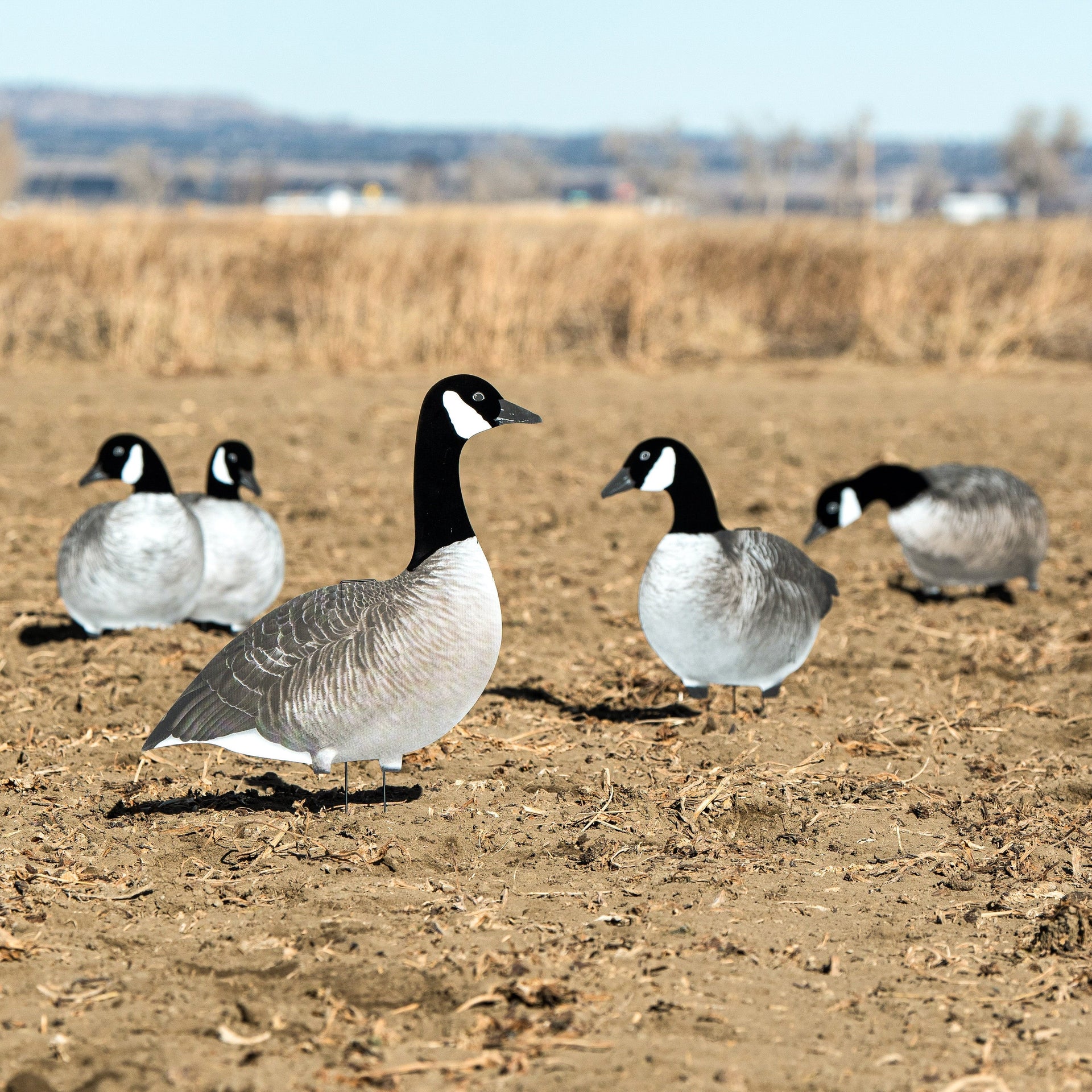 Canada Goose Silhouette Decoys | Dive Bomb Industries
