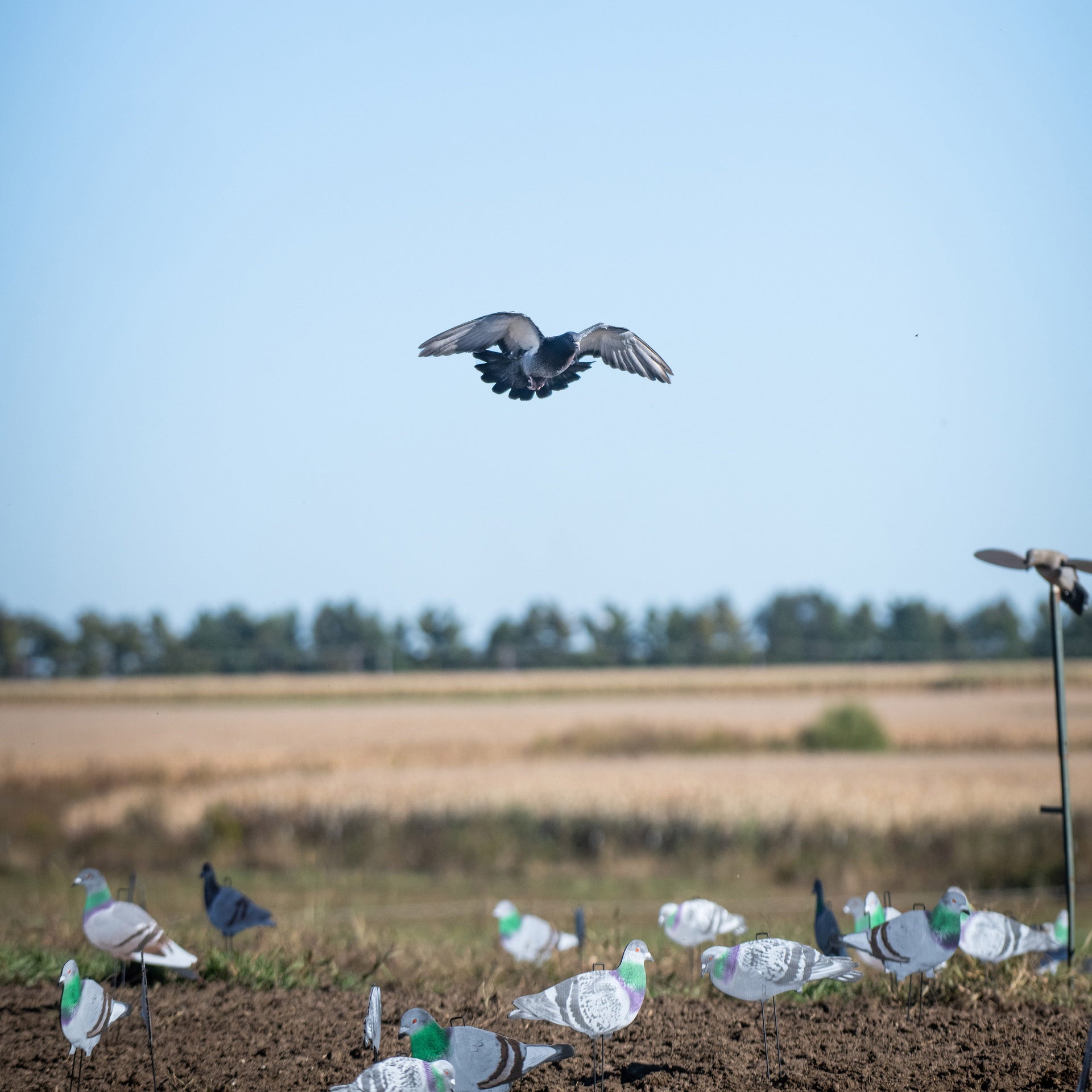 Pigeon Decoys | Realistic, Durable, and Lightweight – Dive Bomb Industries