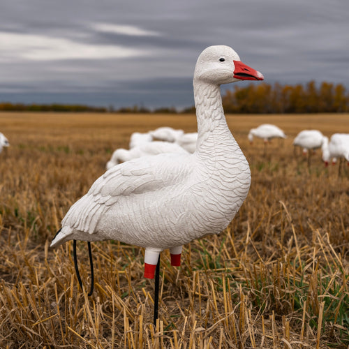 Snow Goose Full Bodies | Lifelike & Durable Decoys – Dive Bomb Industries