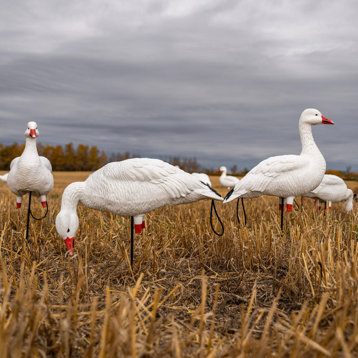 Snow Goose Full Bodies | Lifelike & Durable Decoys – Dive Bomb Industries