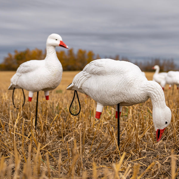 Snow Goose Full Bodies | Lifelike & Durable Decoys – Dive Bomb Industries