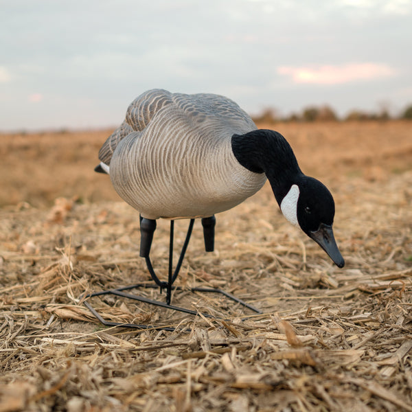 Canada Goose Full Bodies | Lifelike & Durable Goose Decoys – Dive Bomb ...