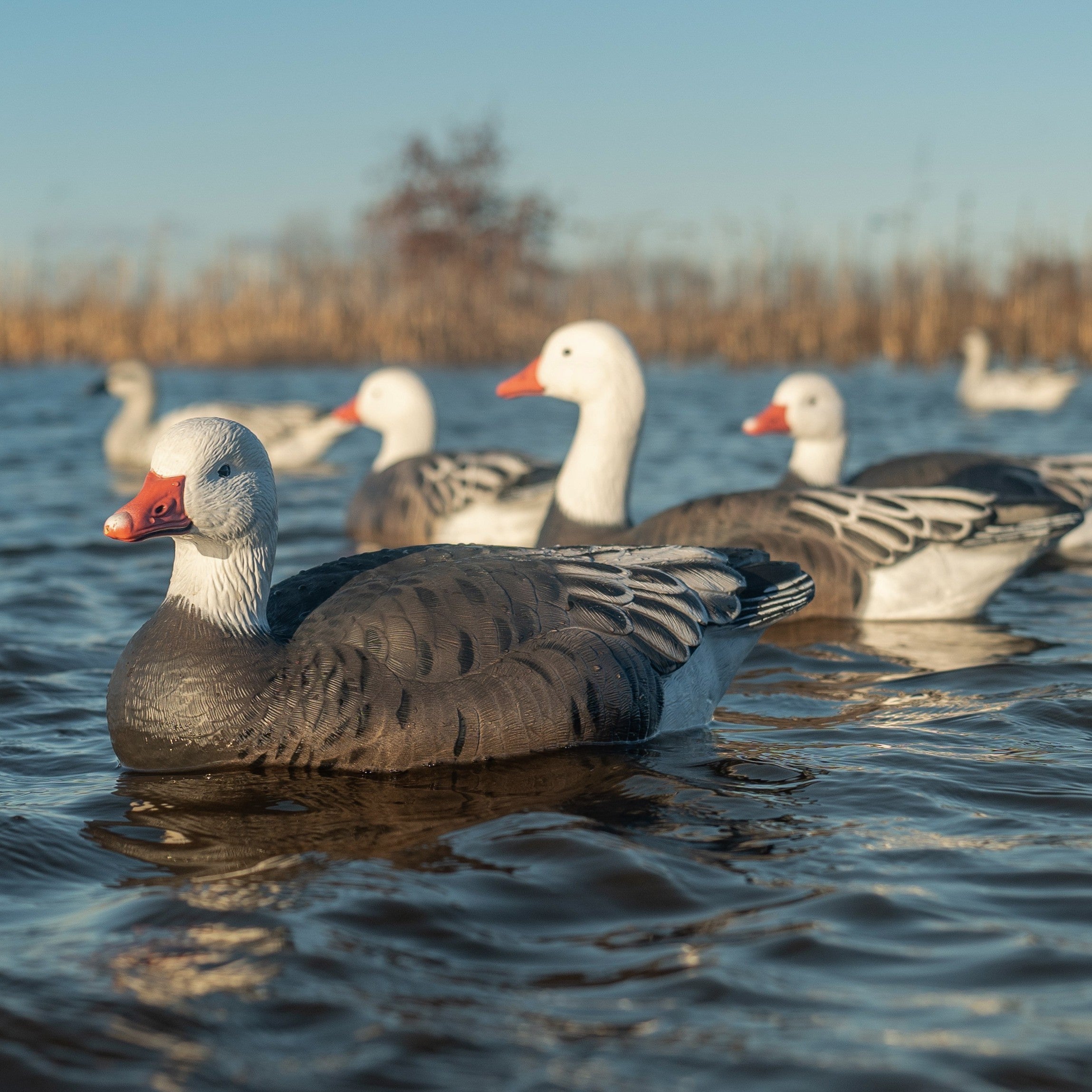 Blue Goose Floaters | Lifelike & Durable Waterfowl Decoys – Dive Bomb ...