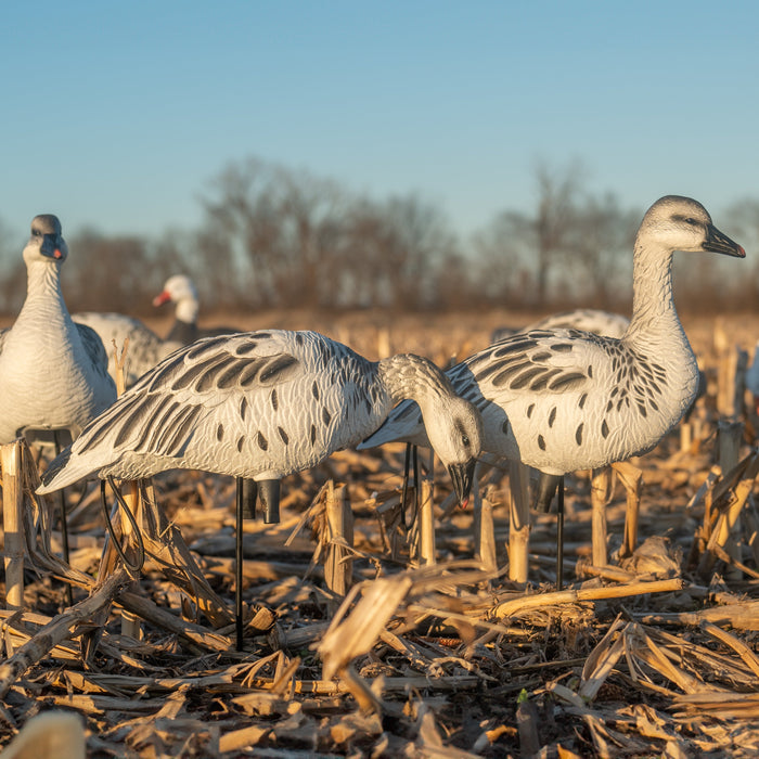 Juvie Goose Full Body Decoys - Highly Realistic | Dive Bomb Industries
