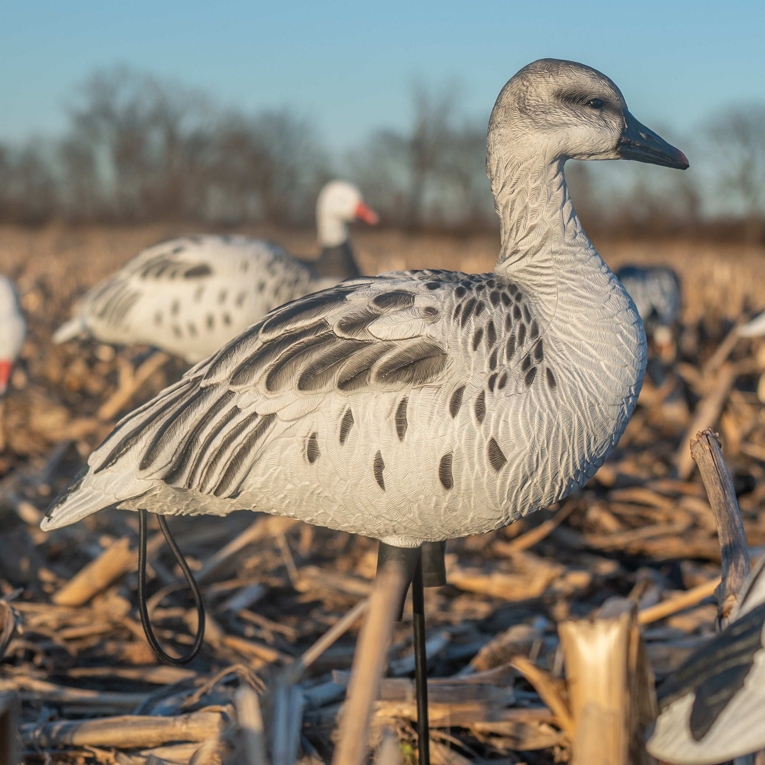 Juvie Goose Full Body Decoys - Highly Realistic | Dive Bomb Industries