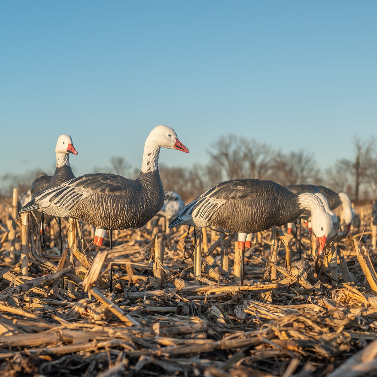Decoys | Realistic, Durable and Built for Hunting Success – Dive Bomb ...
