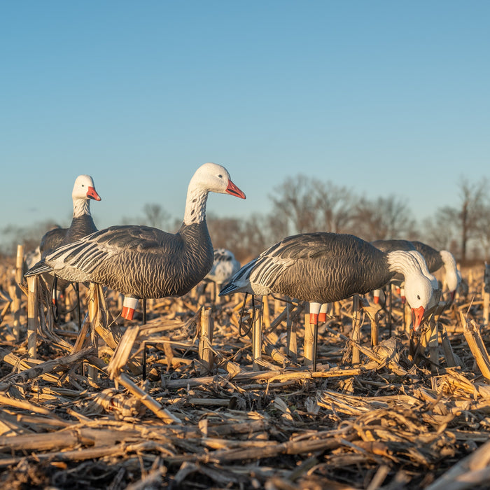 Blue Goose Decoys | Lifelike & Durable Hunting Decoys – Dive Bomb ...