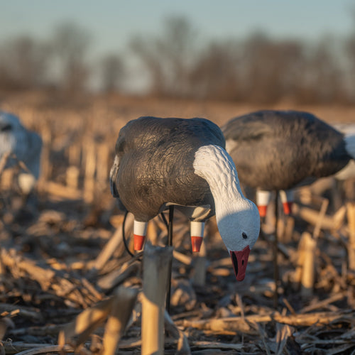 Blue Goose Decoys | Lifelike & Durable Hunting Decoys – Dive Bomb ...
