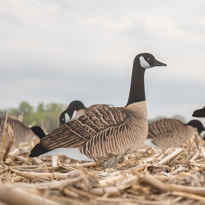 V3 Canada Goose Silhouettes | Lightweight & Lifelike Decoys – Dive Bomb ...