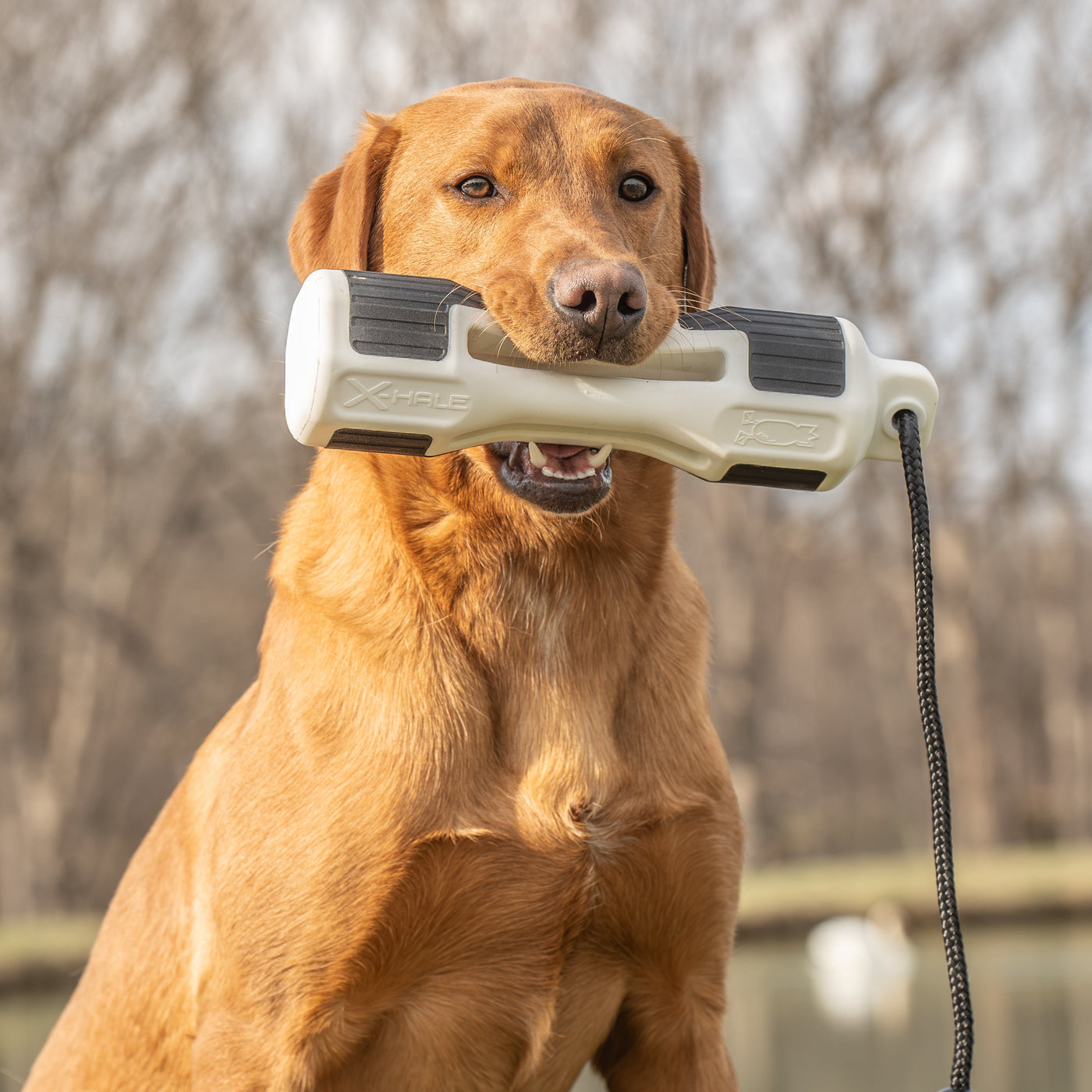 X-Hale Dog Bumpers - Dog Accessories | Dive Bomb Industries