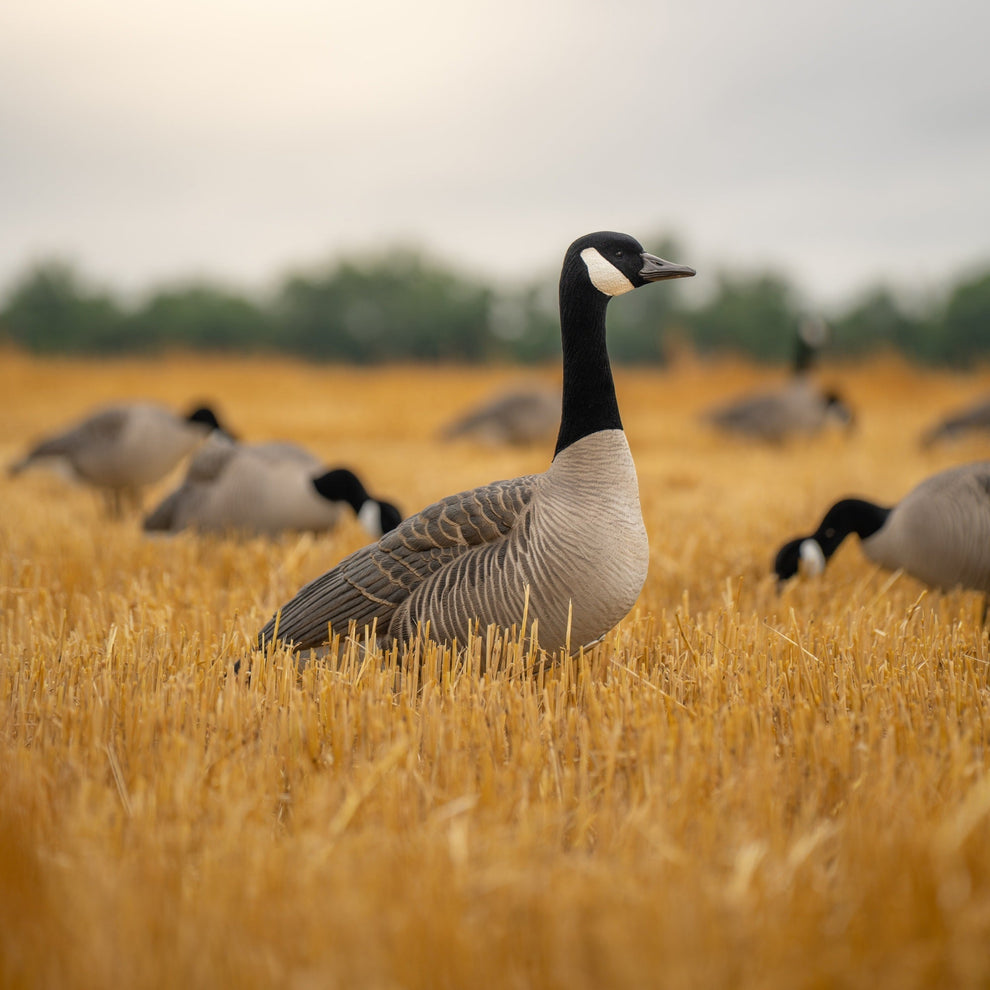 Goose Decoys | Realistic, Durable and Built for Success – Dive Bomb ...