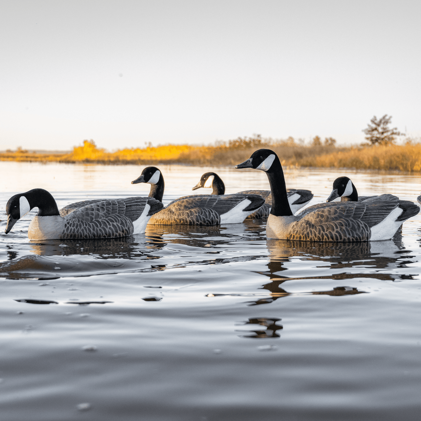 Goose Decoys | Realistic, Durable and Built for Success – Dive Bomb ...