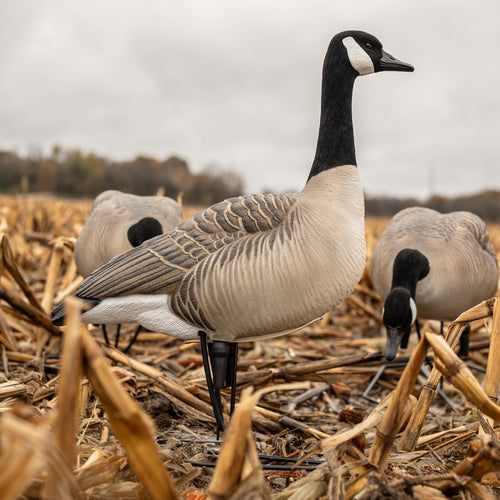 Canada Goose Full Bodies | Lifelike & Durable Goose Decoys – Dive Bomb ...