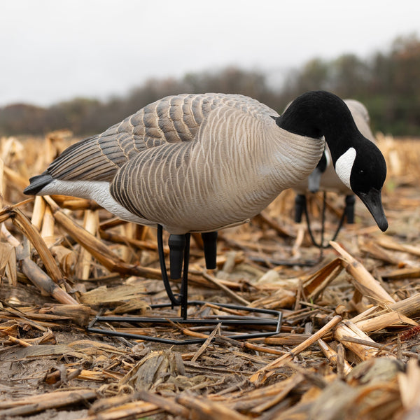 Canada Goose Full Bodies | Lifelike & Durable Goose Decoys – Dive Bomb ...