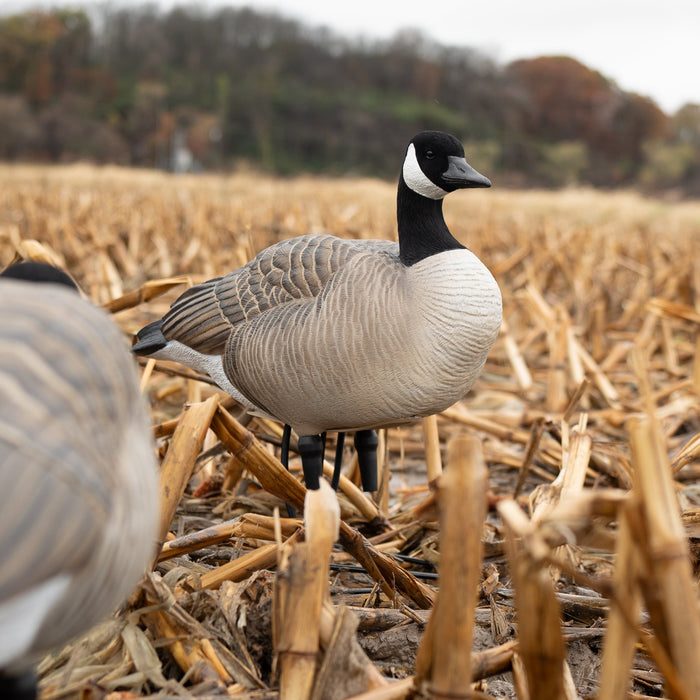 Canada Goose Full Bodies | Lifelike & Durable Goose Decoys – Dive Bomb ...