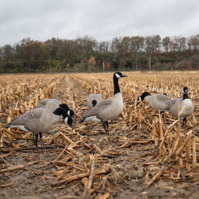 Canada Goose Full Bodies | Lifelike & Durable Goose Decoys – Dive Bomb ...