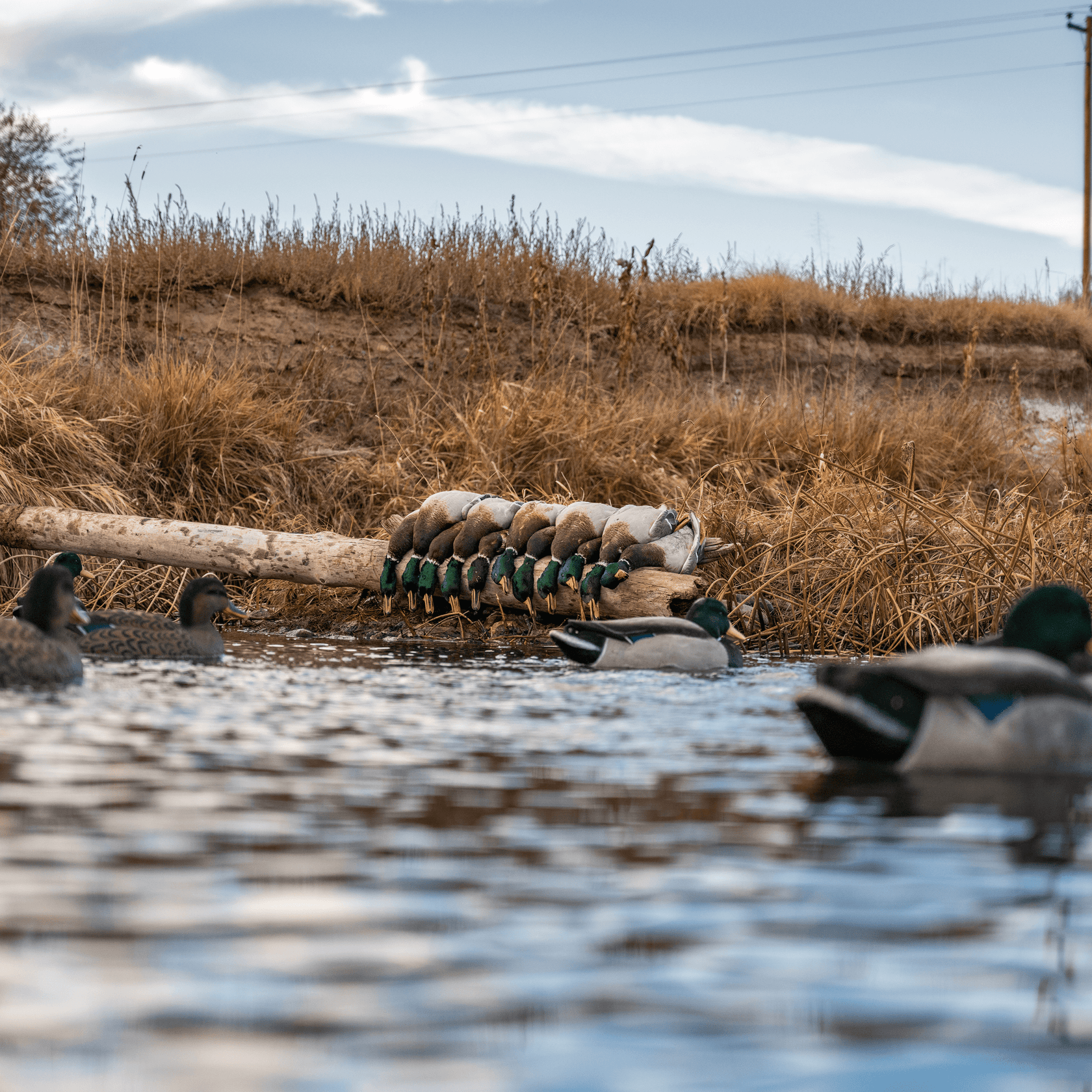 Fully Flocked Mallard Floaters | Ultra-Realistic Duck Decoys – Dive ...