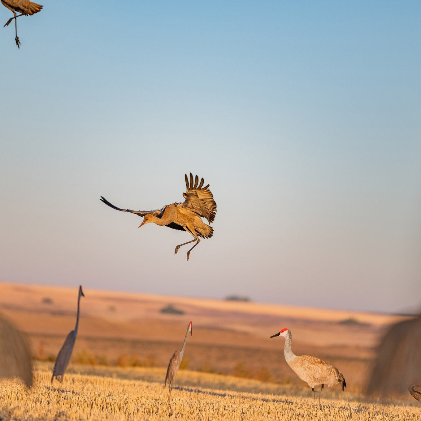Crane Decoys | Realistic, Durable, and Lightweight – Dive Bomb Industries