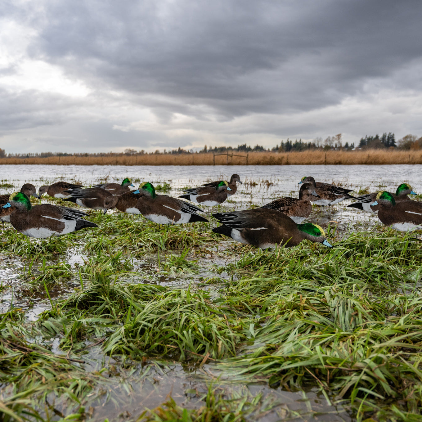 Duck Decoys | Most Realistic, Durable & Lightweight Ducks – Dive Bomb ...