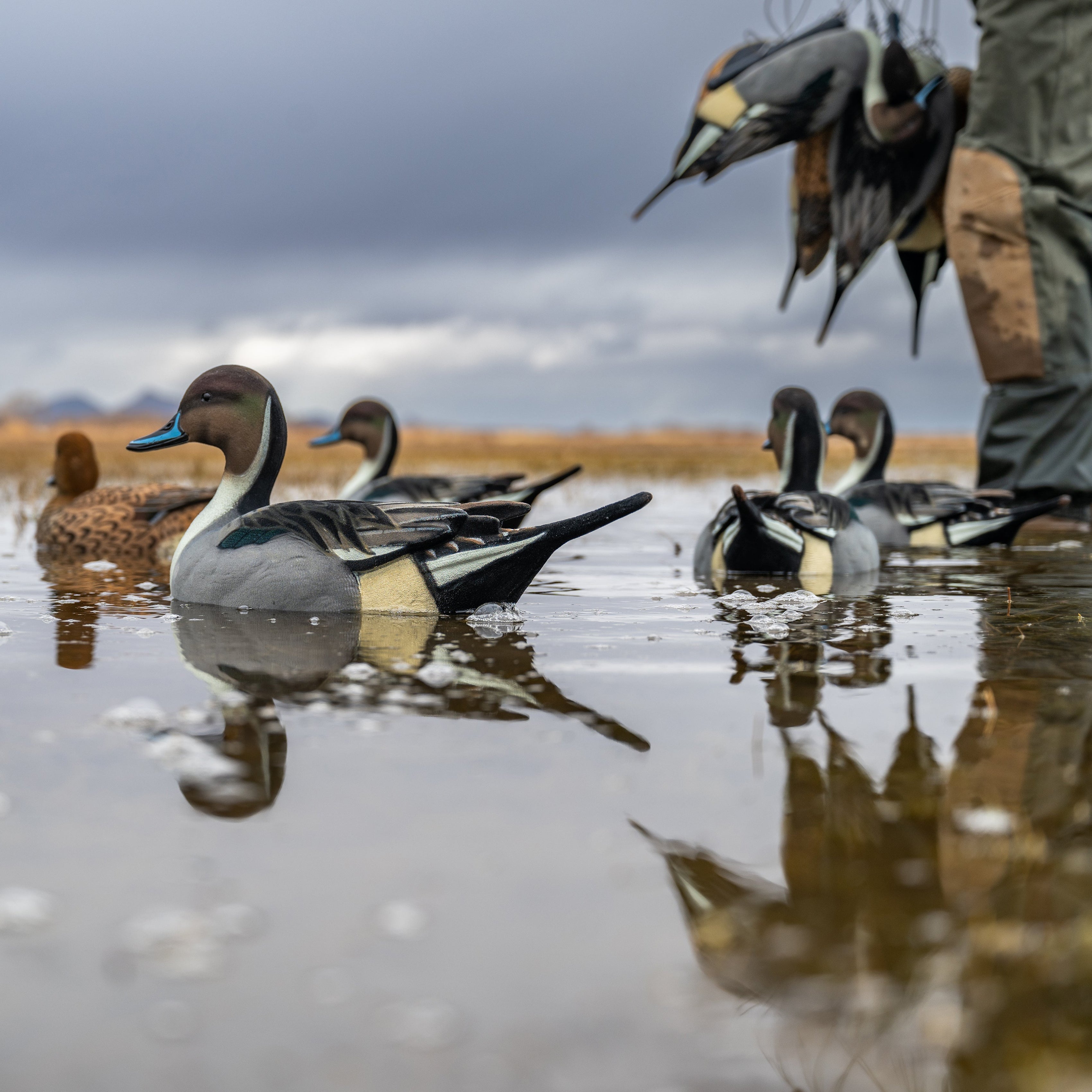 Fully Flocked Pintail Decoys | Ultra-Realistic Duck Decoys – Dive Bomb ...