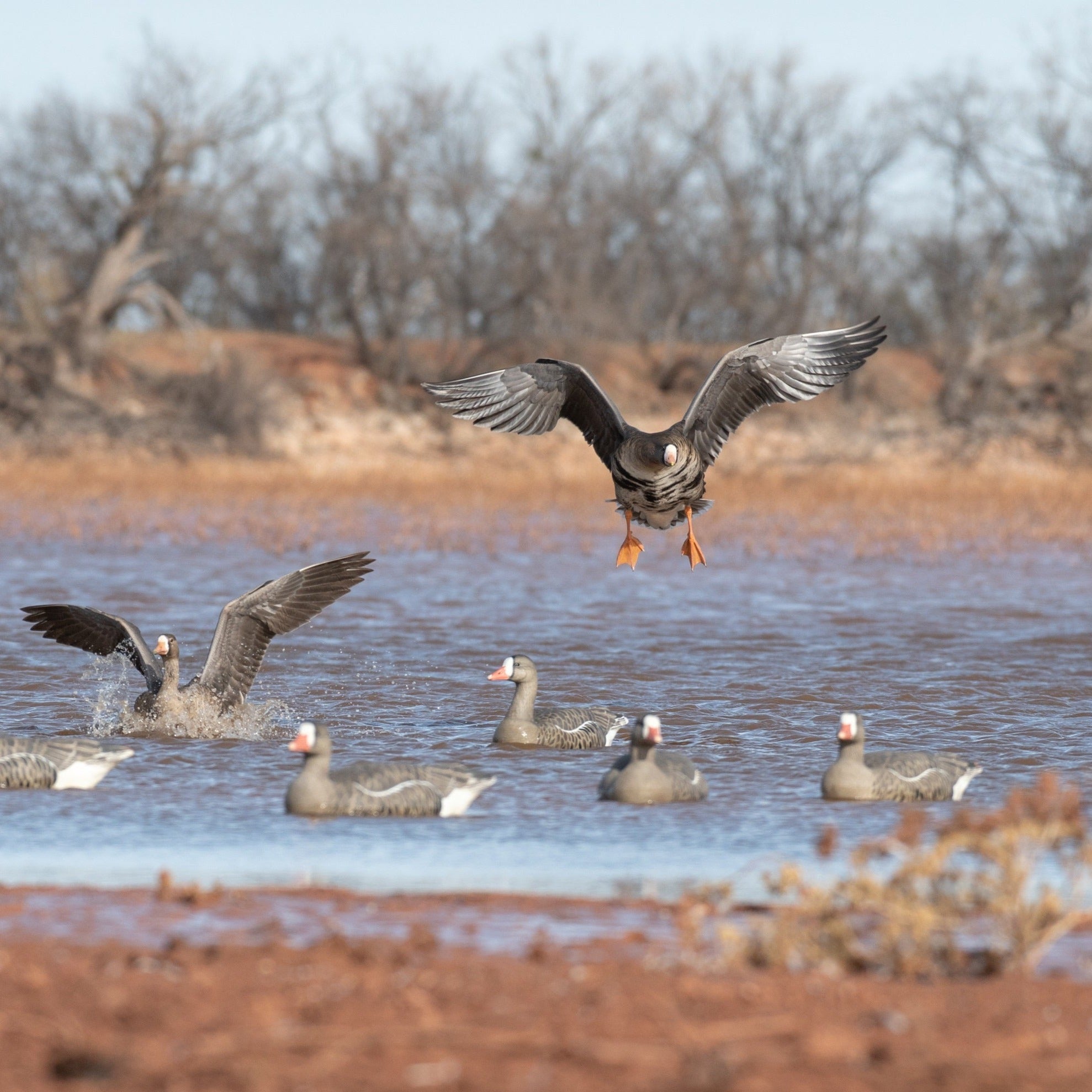 Specklebelly Goose Floaters | Lifelike & Durable Decoys – Dive Bomb ...