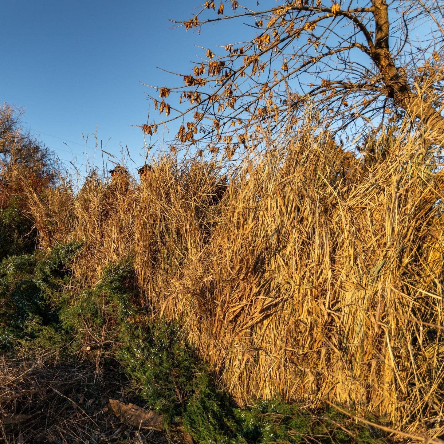 A-Frame Blind | Durable, Concealed & Weather-Resistant – Dive Bomb ...