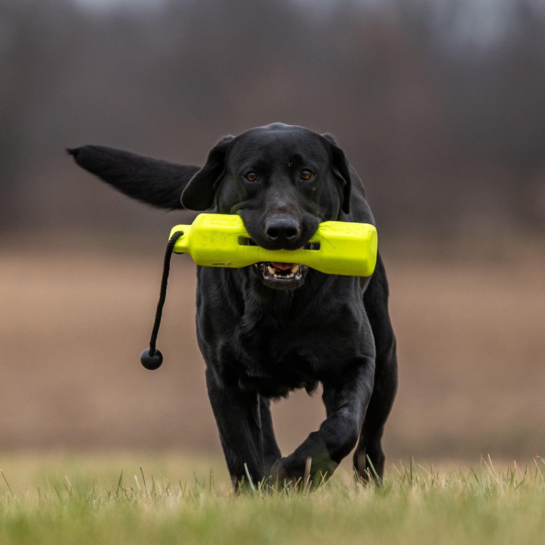 X-Hale Dog Bumpers - Dog Accessories | Dive Bomb Industries