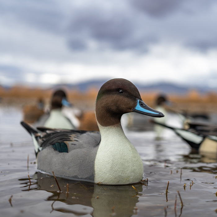 Fully Flocked Pintail Decoys | Ultra-Realistic Duck Decoys – Dive Bomb ...