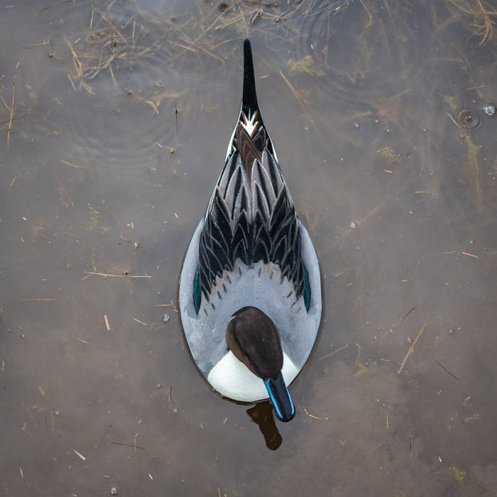 Fully Flocked Pintail Decoys | Ultra-Realistic Duck Decoys – Dive Bomb ...