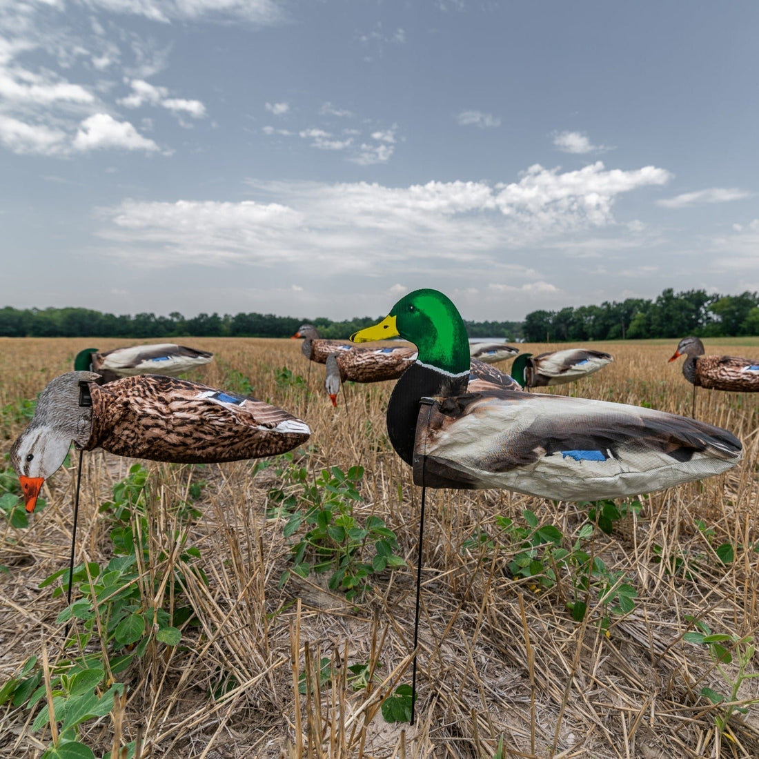 Duck Decoys | Most Realistic, Durable & Lightweight Ducks – Dive Bomb ...