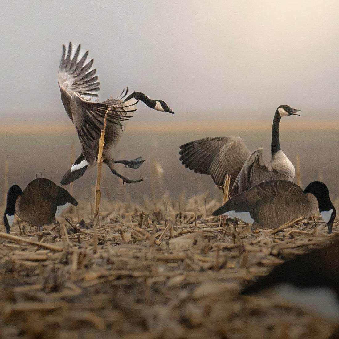 Canada Goose Silhouette Decoys | Dive Bomb Industries