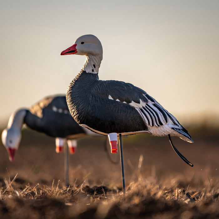 Blue Goose Decoys | Lifelike & Durable Hunting Decoys – Dive Bomb ...