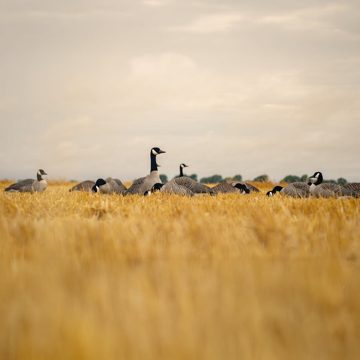 Canada Goose Full Bodies | Lifelike & Durable Goose Decoys – Dive Bomb ...