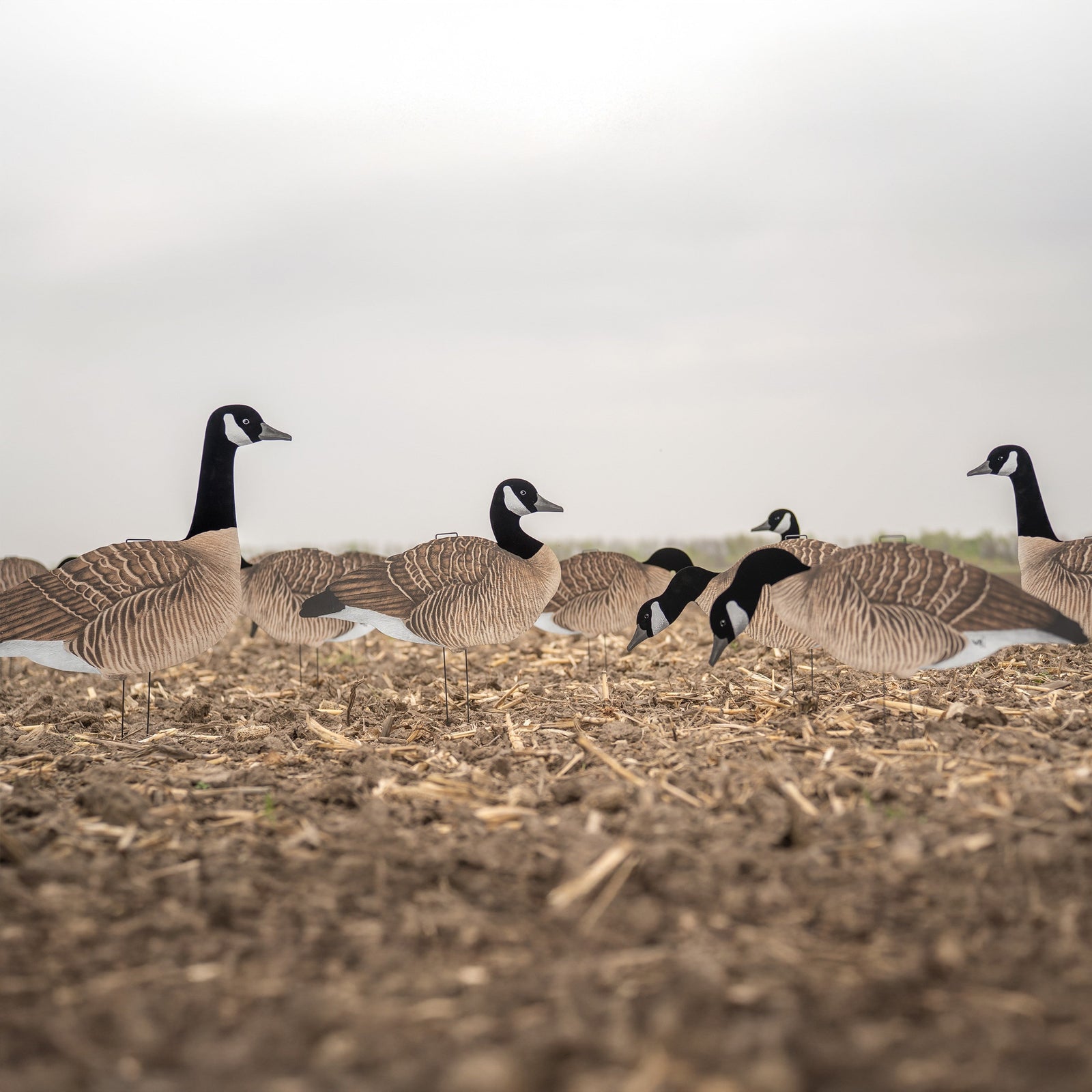 Goose Decoys | Realistic, Durable and Built for Success – Dive Bomb ...