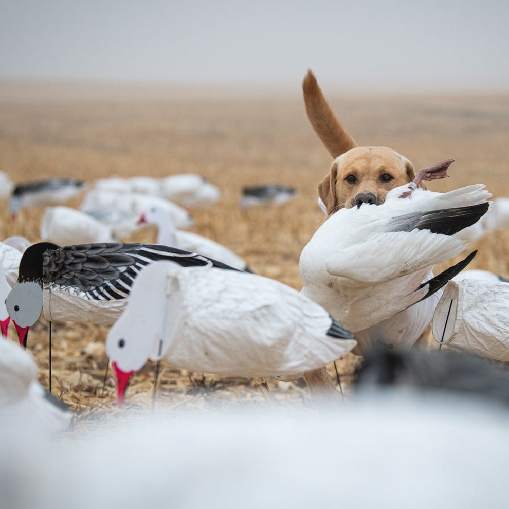 Blue Goose Decoys | Realistic, Durable and Built for Success – Dive ...