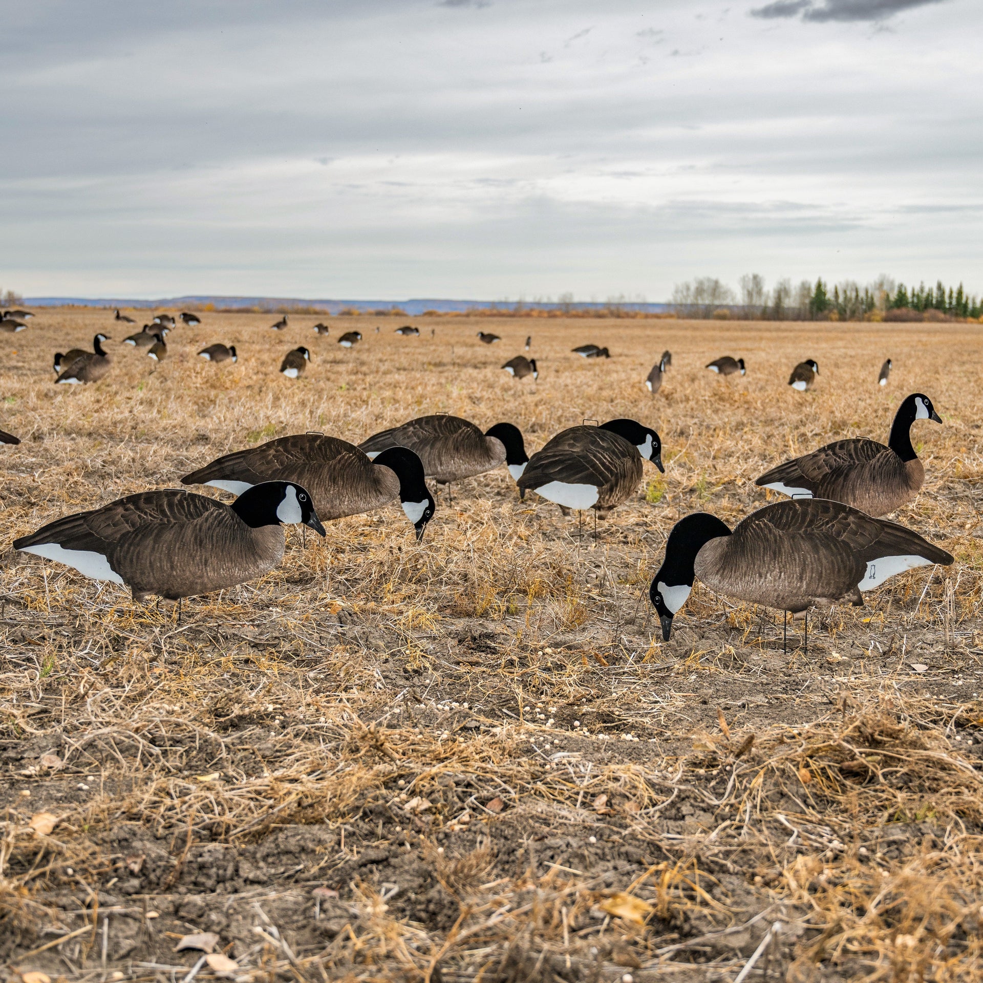 Canada Goose Silhouette Decoys | Dive Bomb Industries