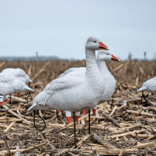 Snow Goose Full Bodies | Lifelike & Durable Decoys – Dive Bomb Industries
