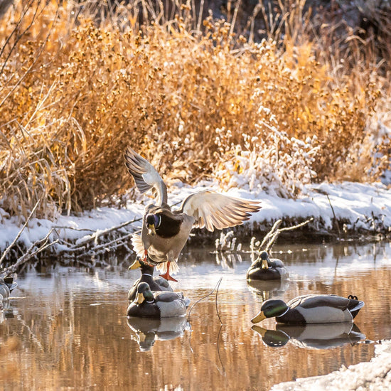 Mallard Floaters | Realistic & Durable Duck Hunting Decoys – Dive Bomb ...