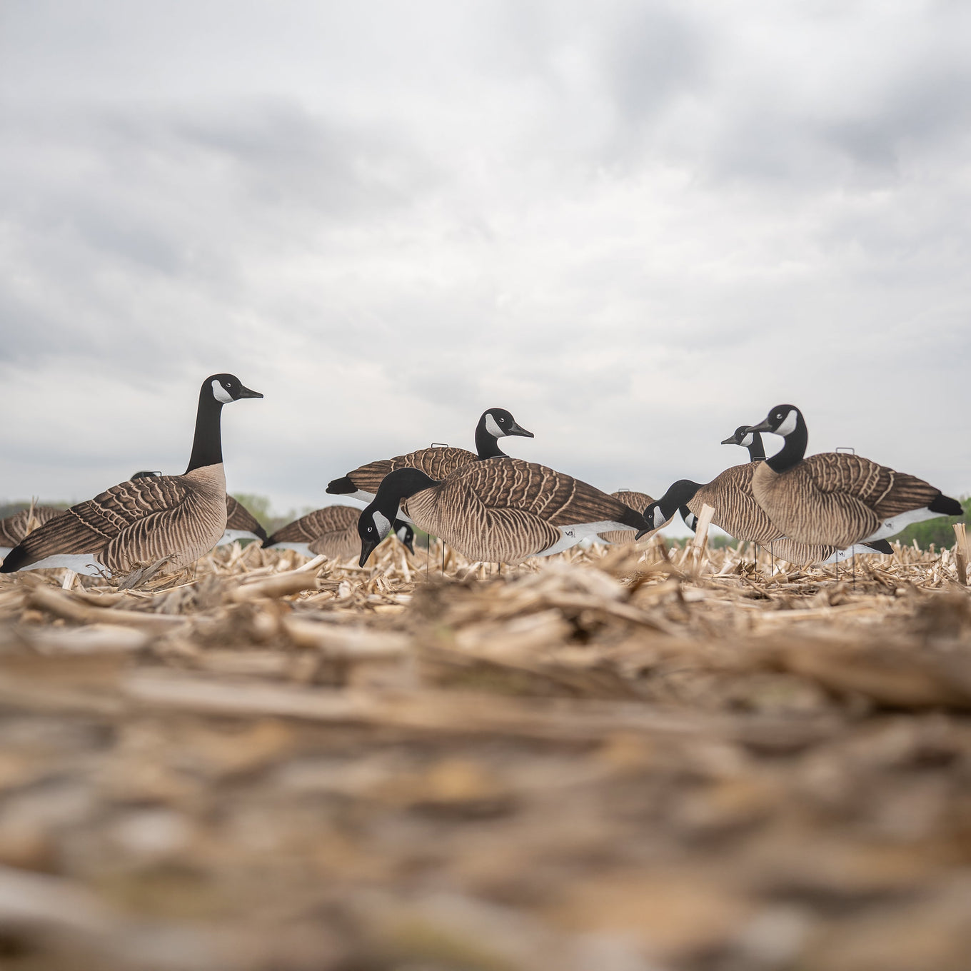 Goose Decoys | Realistic, Durable and Built for Success – Dive Bomb ...