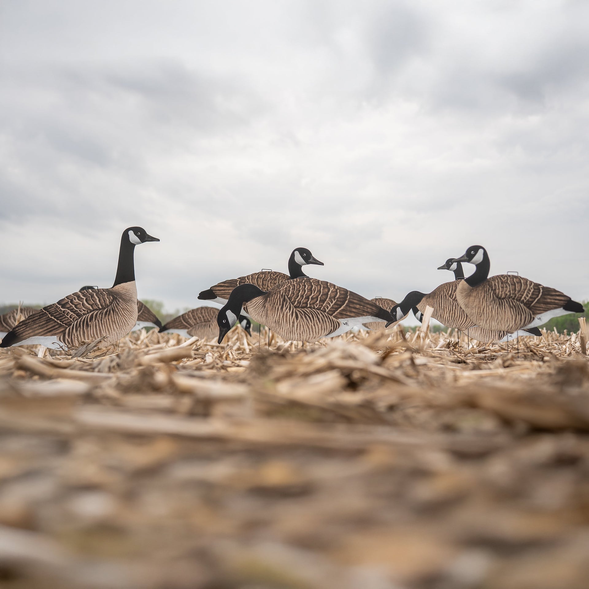 Goose Decoys | Realistic, Durable and Built for Success – Dive Bomb ...